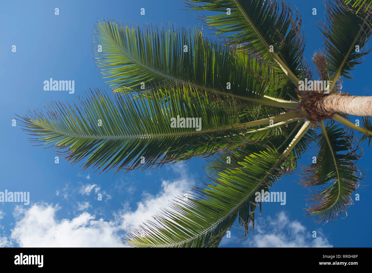 Palm Tree Growing Horizontal Stock Photos & Palm Tree Growing ...