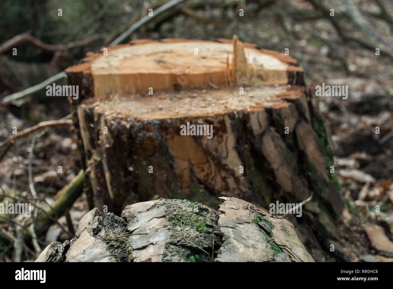 closeup to cut pine tree Stock Photo - Alamy