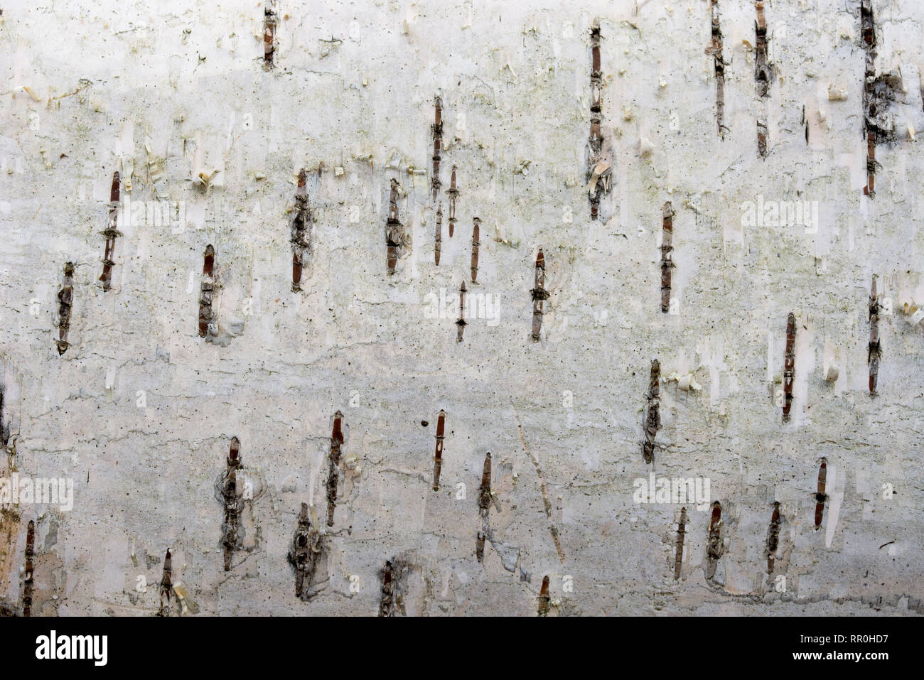 birch tree bark background texture macro Stock Photo - Alamy
