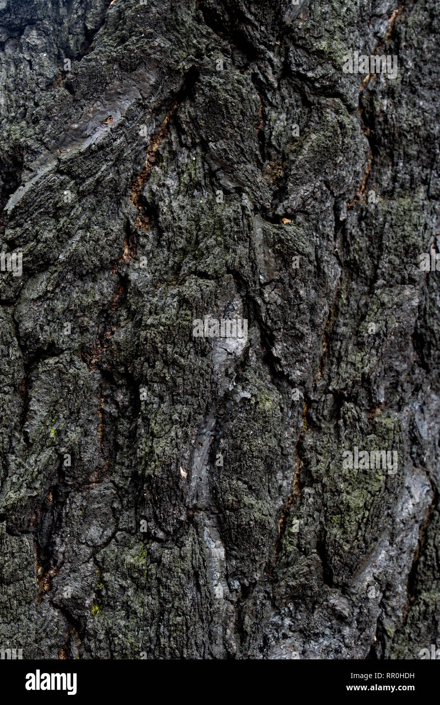 burnt tree bark background texture Stock Photo - Alamy
