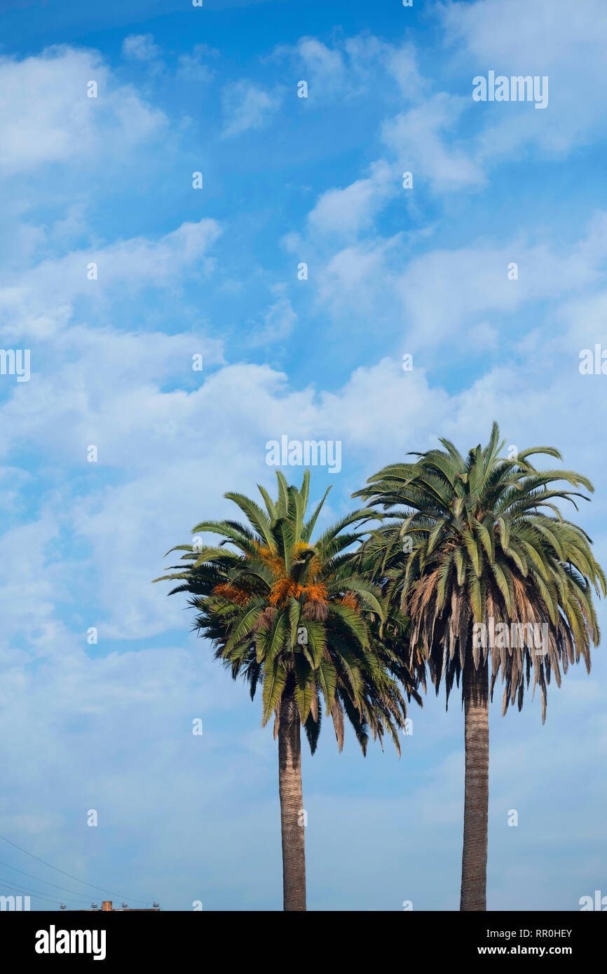 Palm Tree Growing Horizontal Stock Photos & Palm Tree Growing ...