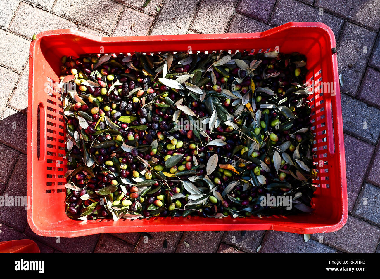 plant in a pot, digital photo picture as a background Stock Photo - Alamy