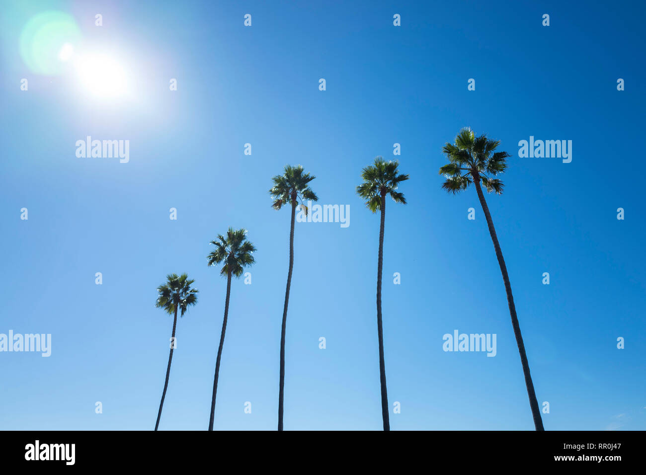 Palm Tree Growing Horizontal Stock Photos & Palm Tree Growing ...