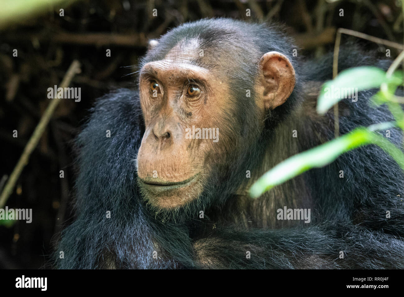 Chimpanzee, Pan troglodytes, Kyambura Gorge, Queen Elizabeth NP, Uganda ...