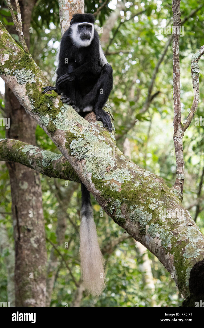 Black and white colobus, Colobus guereza, Maramagambo Forest, Queen ...