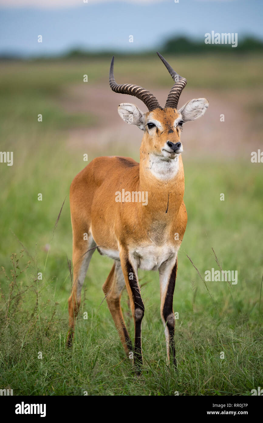 Kob hi-res stock photography and images - Alamy
