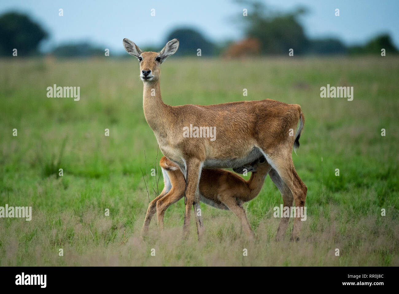 Queen elizabeth national park mother and baby hi-res stock photography ...