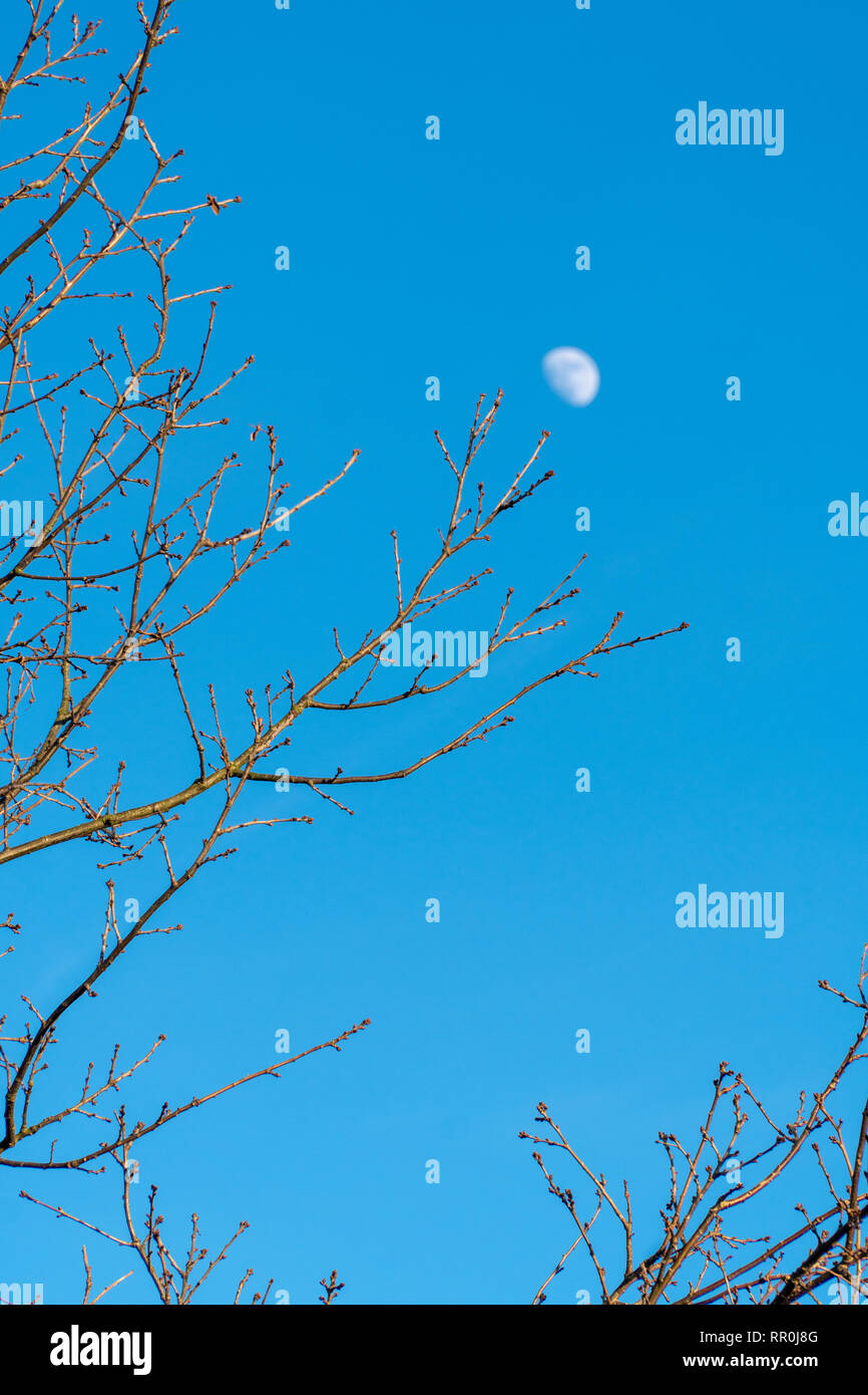 Moon in daylight and branches in the picture Stock Photo - Alamy
