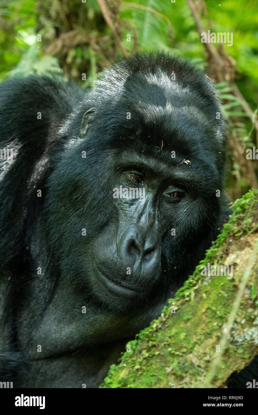 Mountain gorilla, Gorilla beringei beringei, Bwindi Impenetrable ...