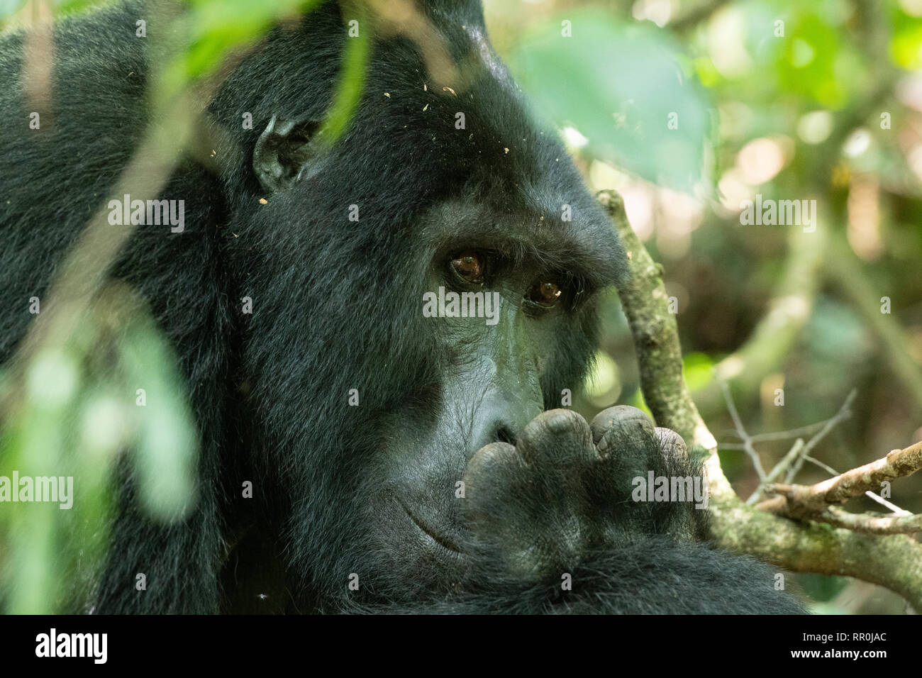 Mountain gorilla, Gorilla beringei beringei, Bwindi Impenetrable ...