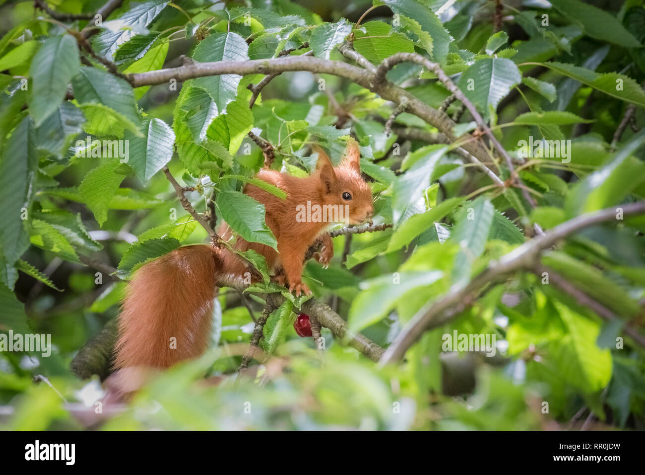 zoology / animals, mammal, squirrel, (Sciurus vulgaris), in a cherry ...