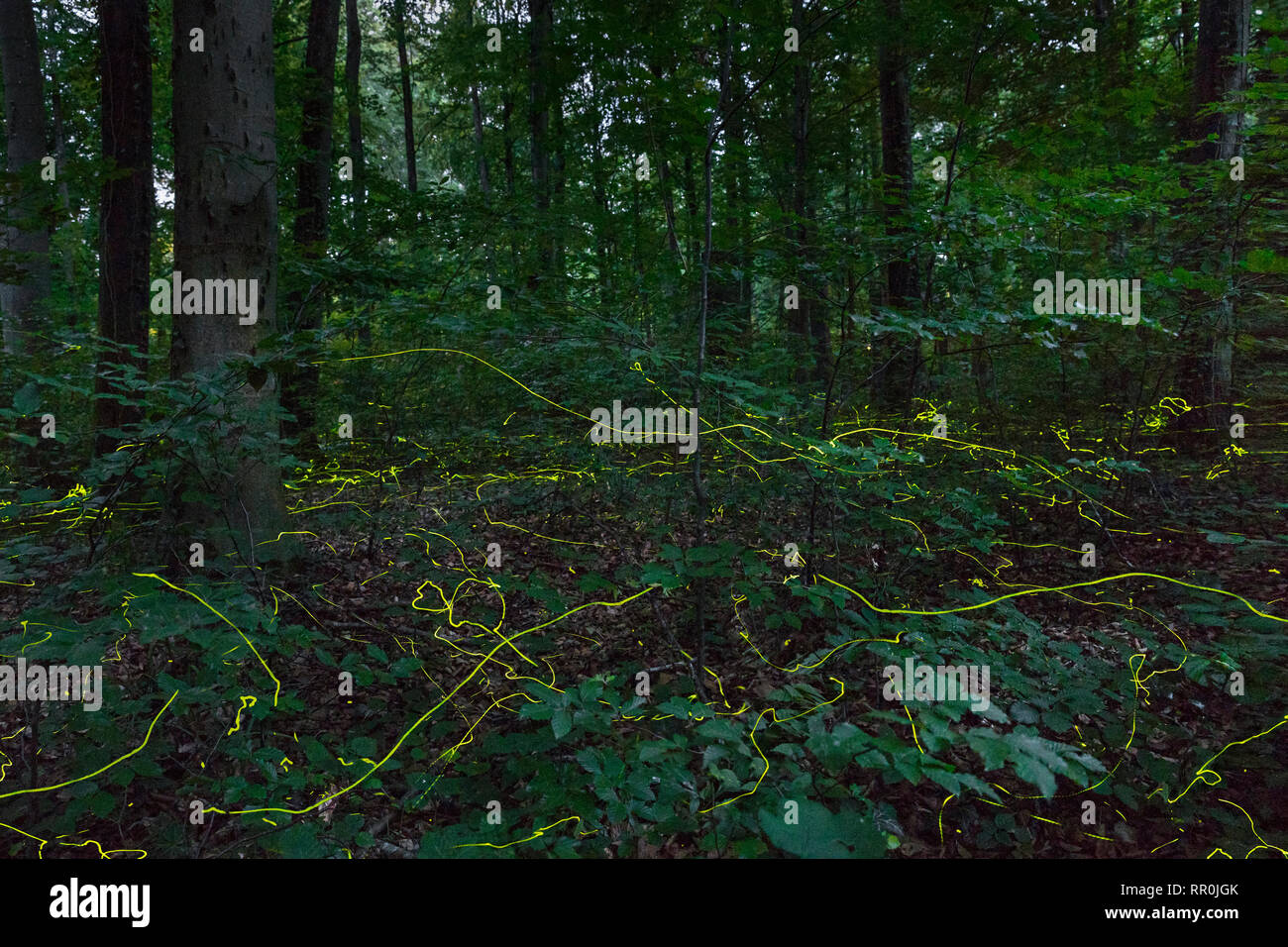 Insects in the forest hi-res stock photography and images - Alamy