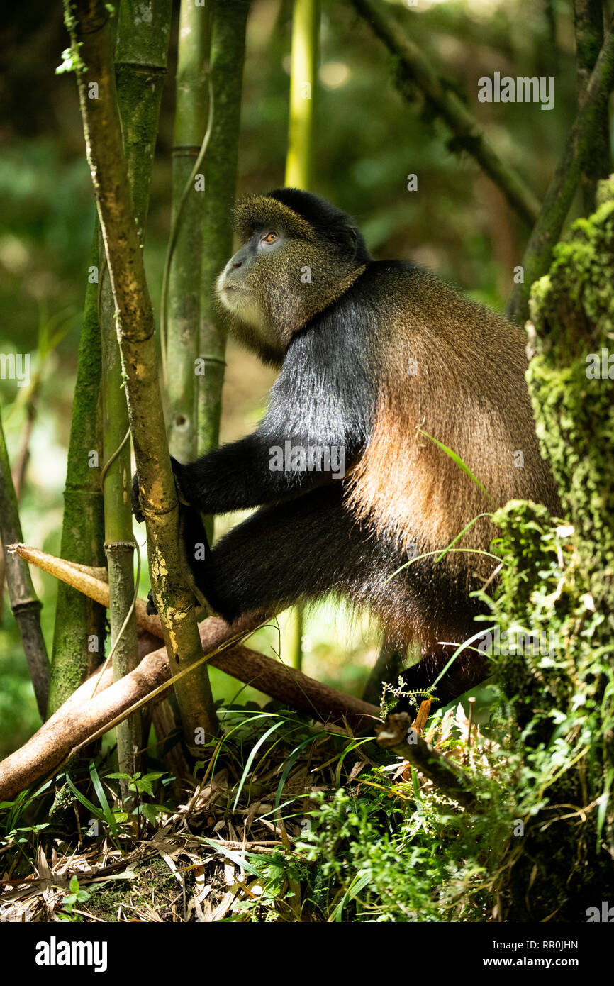 Golden monkey in bamboo forest, Cercopithecus kandti, Mgahinga Gorilla ...