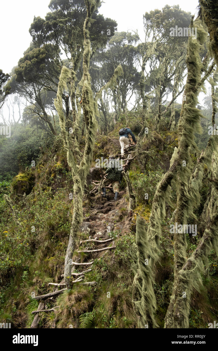 Tourist climbing Mount Sabyinyo, volcano in the Virunga Mountains ...