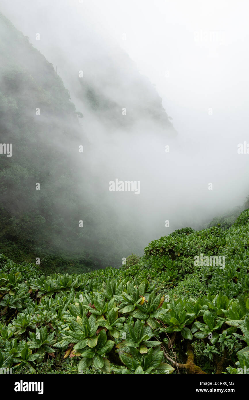Virunga mountain hi-res stock photography and images - Alamy