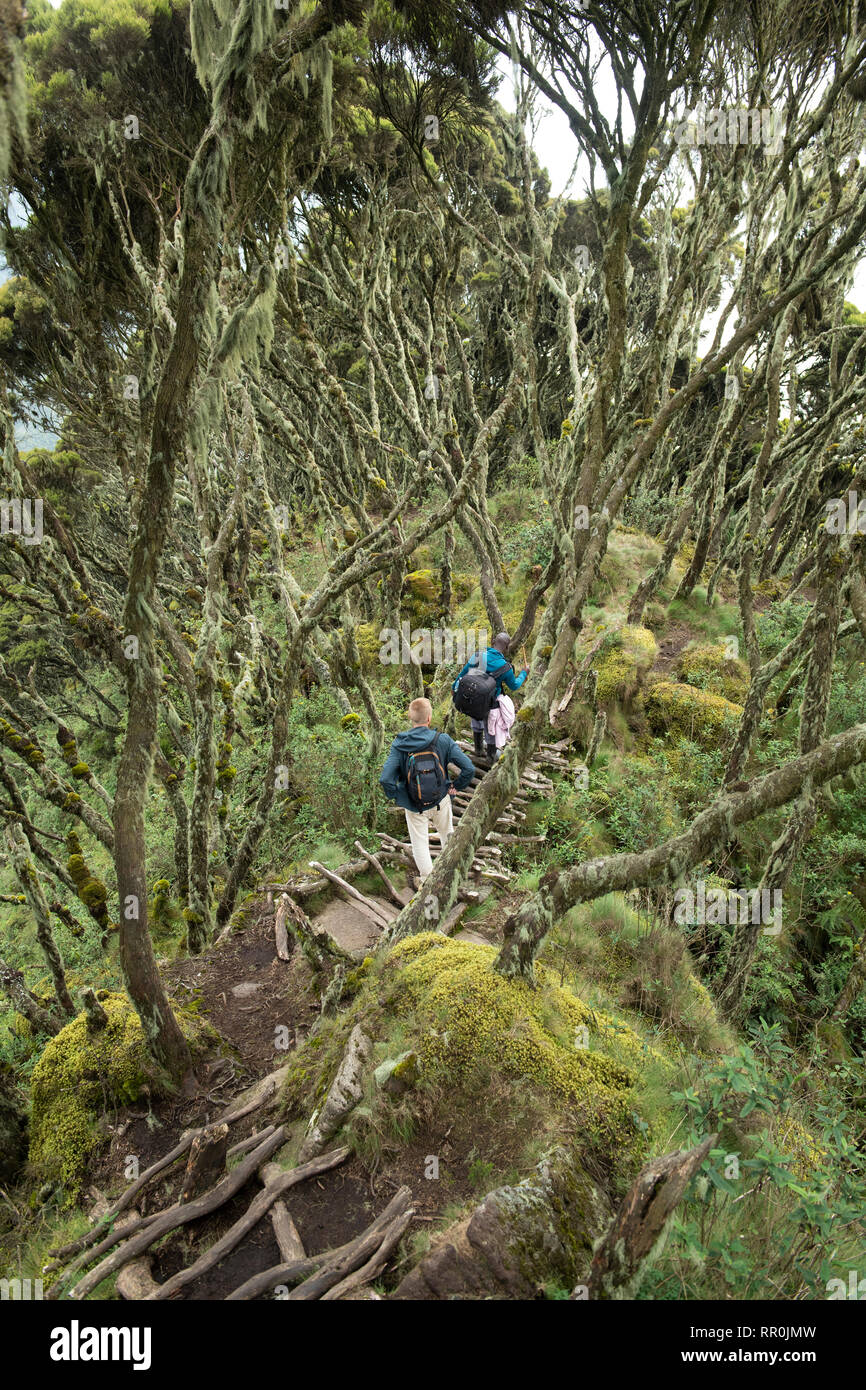 Tourist climbing Mount Sabyinyo, volcano in the Virunga Mountains ...