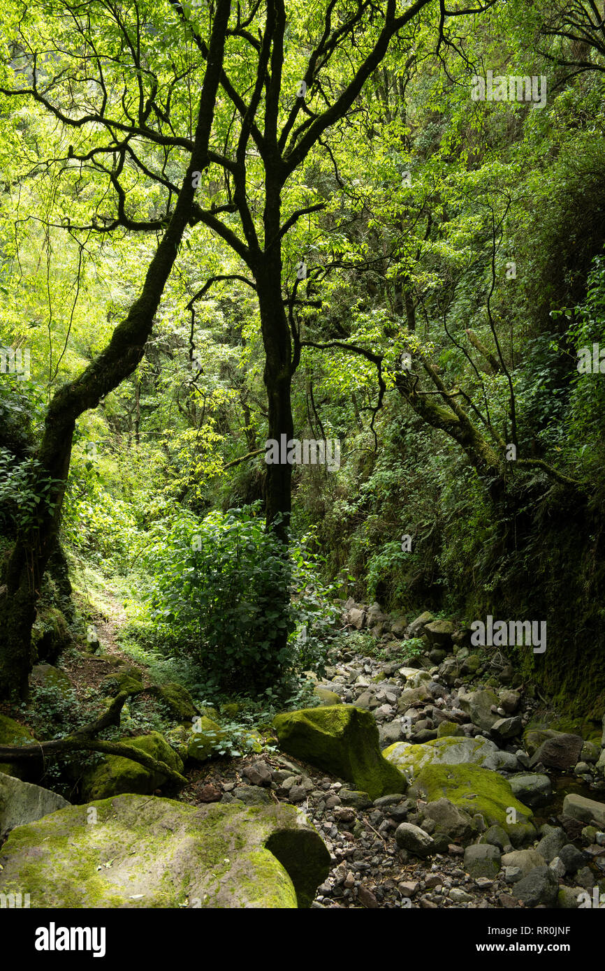Sabyinyo gorge on Sabyinyo volcano in the Virunga Mountains, Mgahinga ...