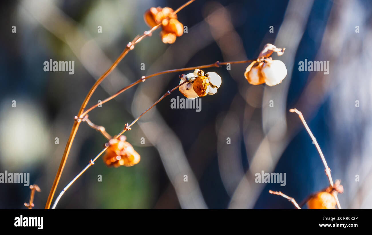 Aruncus plants in the forest Stock Photo - Alamy
