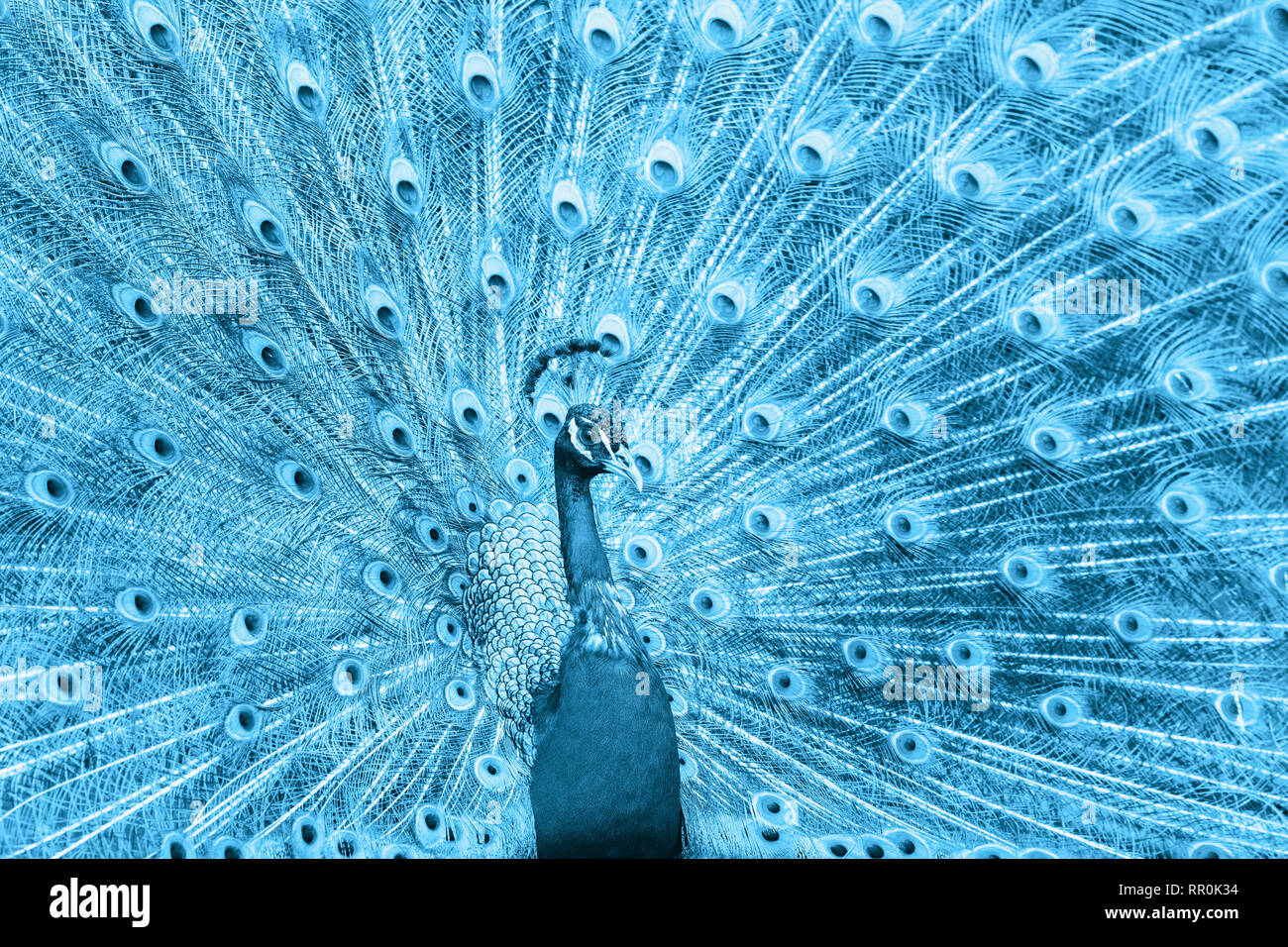 Peacock bird blue beautiful hi-res stock photography and images - Alamy