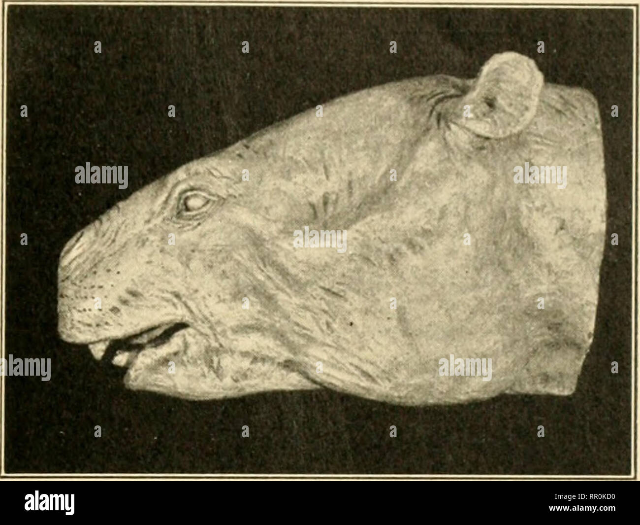 Moeritherium Skeleton