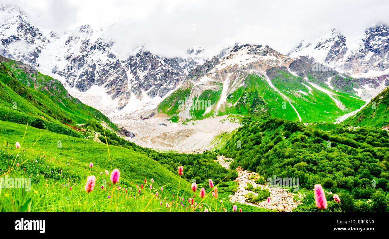blooming flower in front of Shkhara Glacier with Shkhara, the highest ...