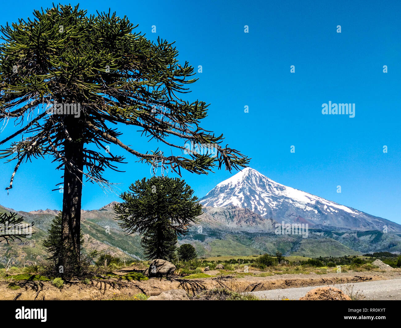 a volcano view behind the araucaria tree Stock Photo - Alamy