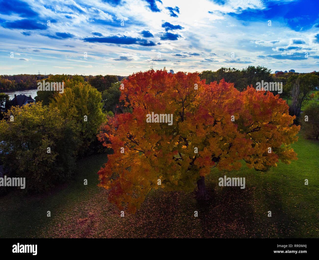 sugar maple tree in fall, aerial view Stock Photo - Alamy