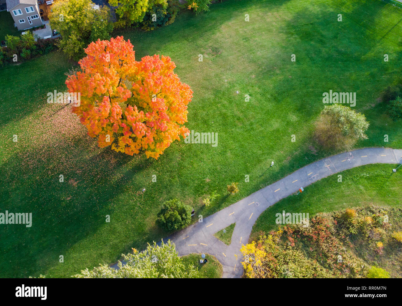 sugar maple tree in fall, aerial view Stock Photo - Alamy