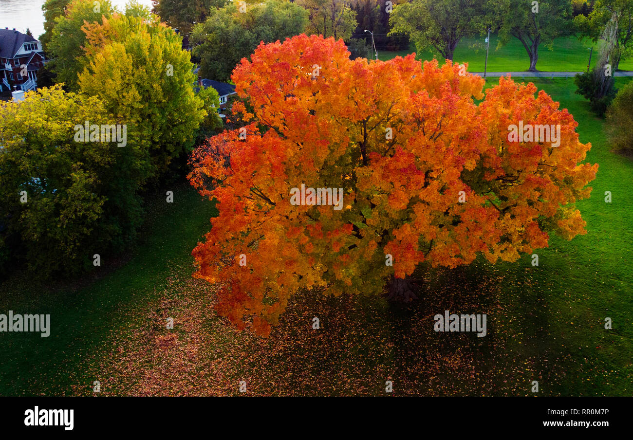sugar maple tree in fall, aerial view Stock Photo - Alamy
