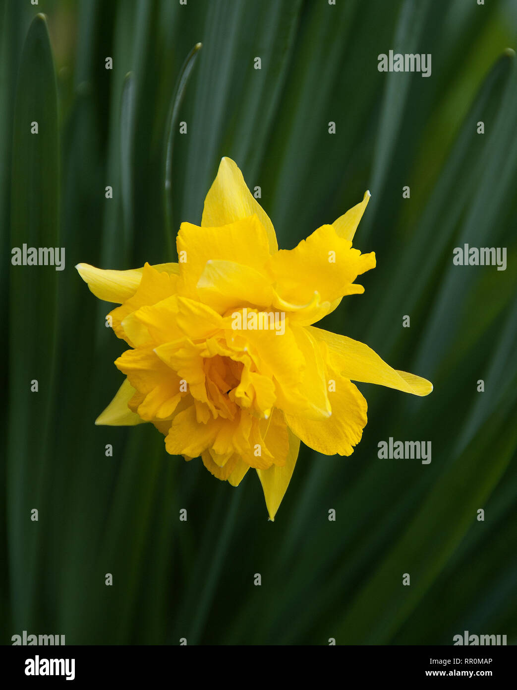 Van sion hi-res stock photography and images - Alamy