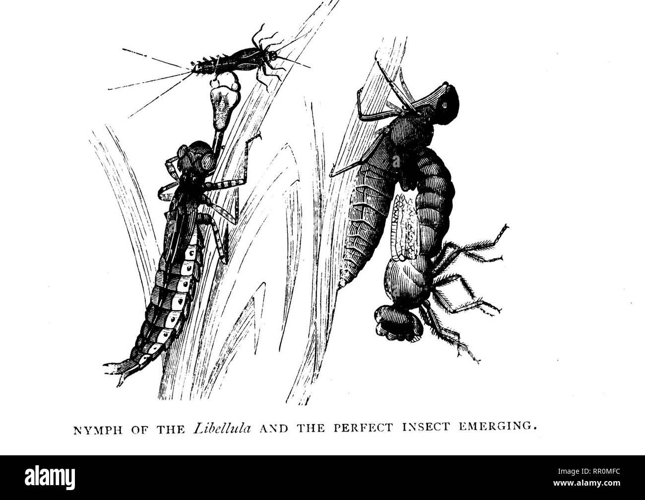 Metallic blue insect Black and White Stock Photos & Images - Alamy