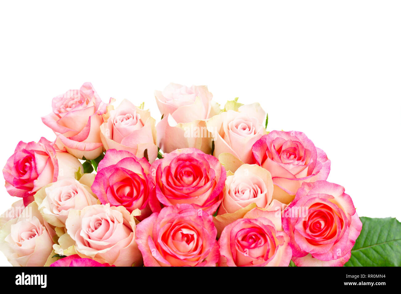 fresh rose flowers Stock Photo - Alamy