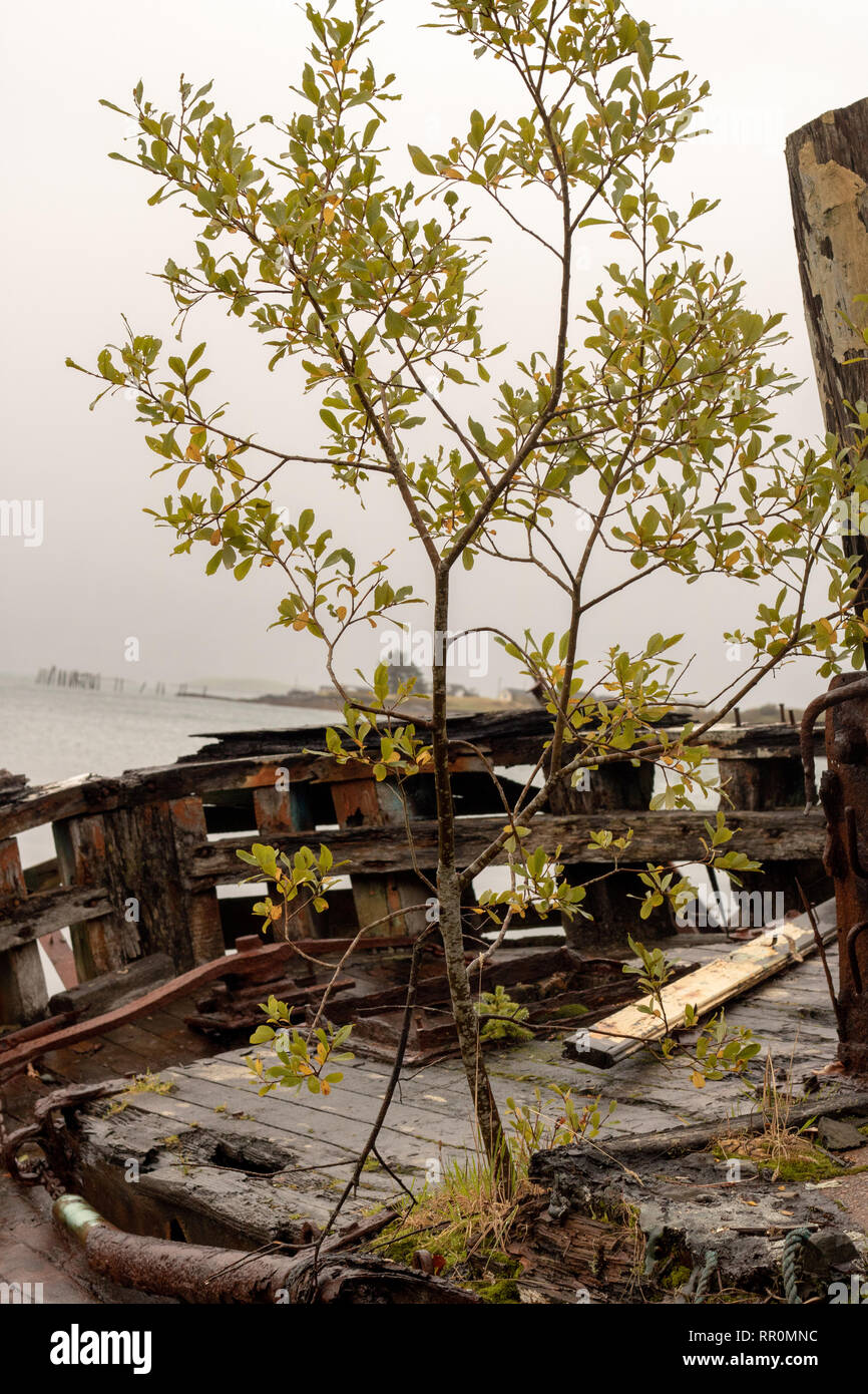 Tree growing on the deck of a boat wreck on the Isle of Mull Stock ...