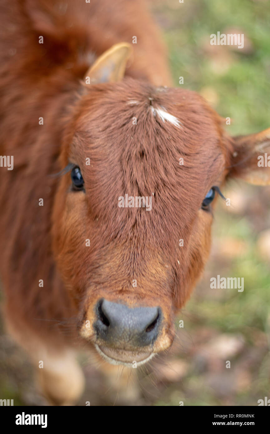 Wee cow hi-res stock photography and images - Alamy