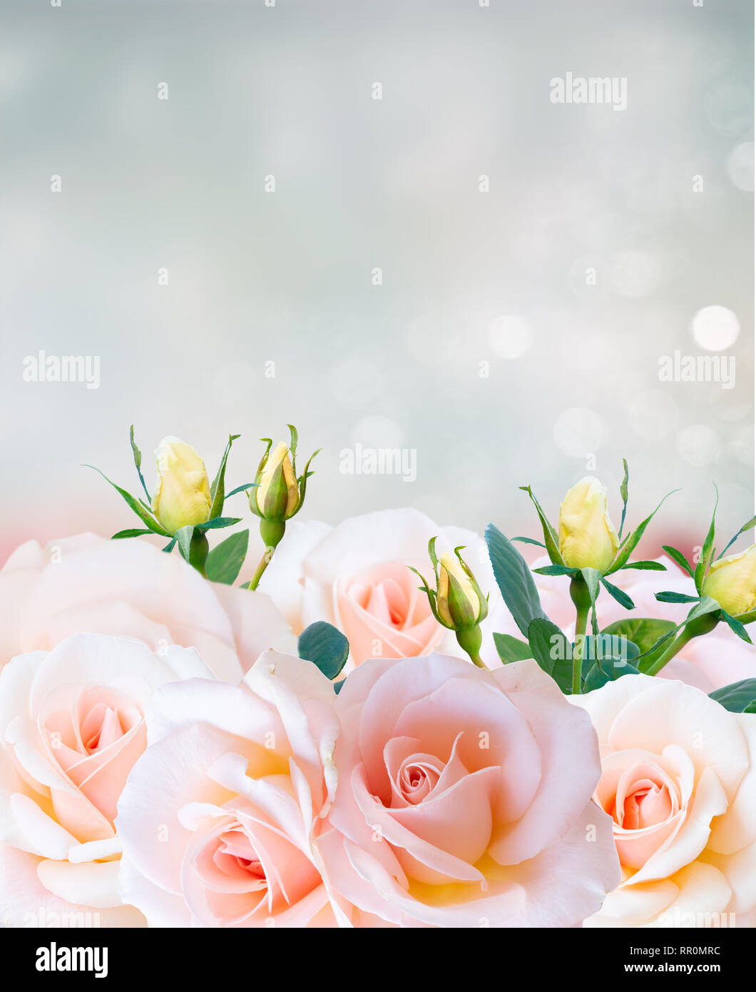 Pink blooming roses Stock Photo - Alamy