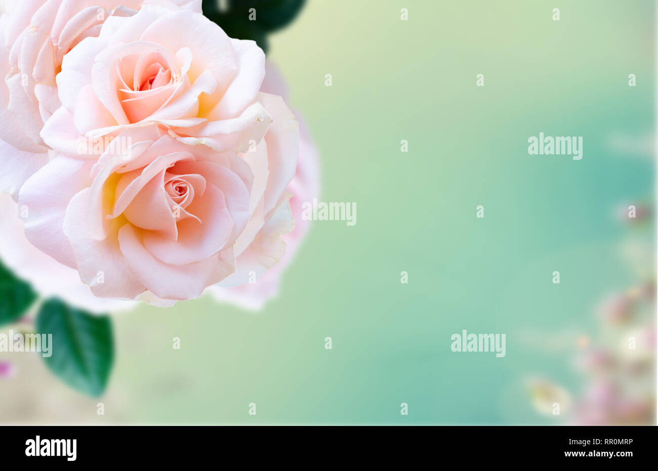 Pink blooming roses Stock Photo - Alamy