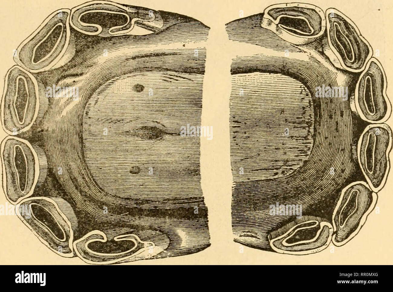 . Age of the domestic animals : being a complete treatise on the ...
