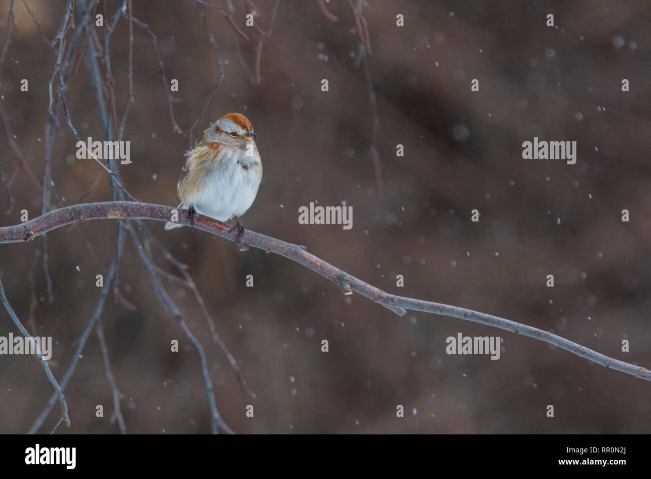 American Tree Sparrow in winter Stock Photo - Alamy