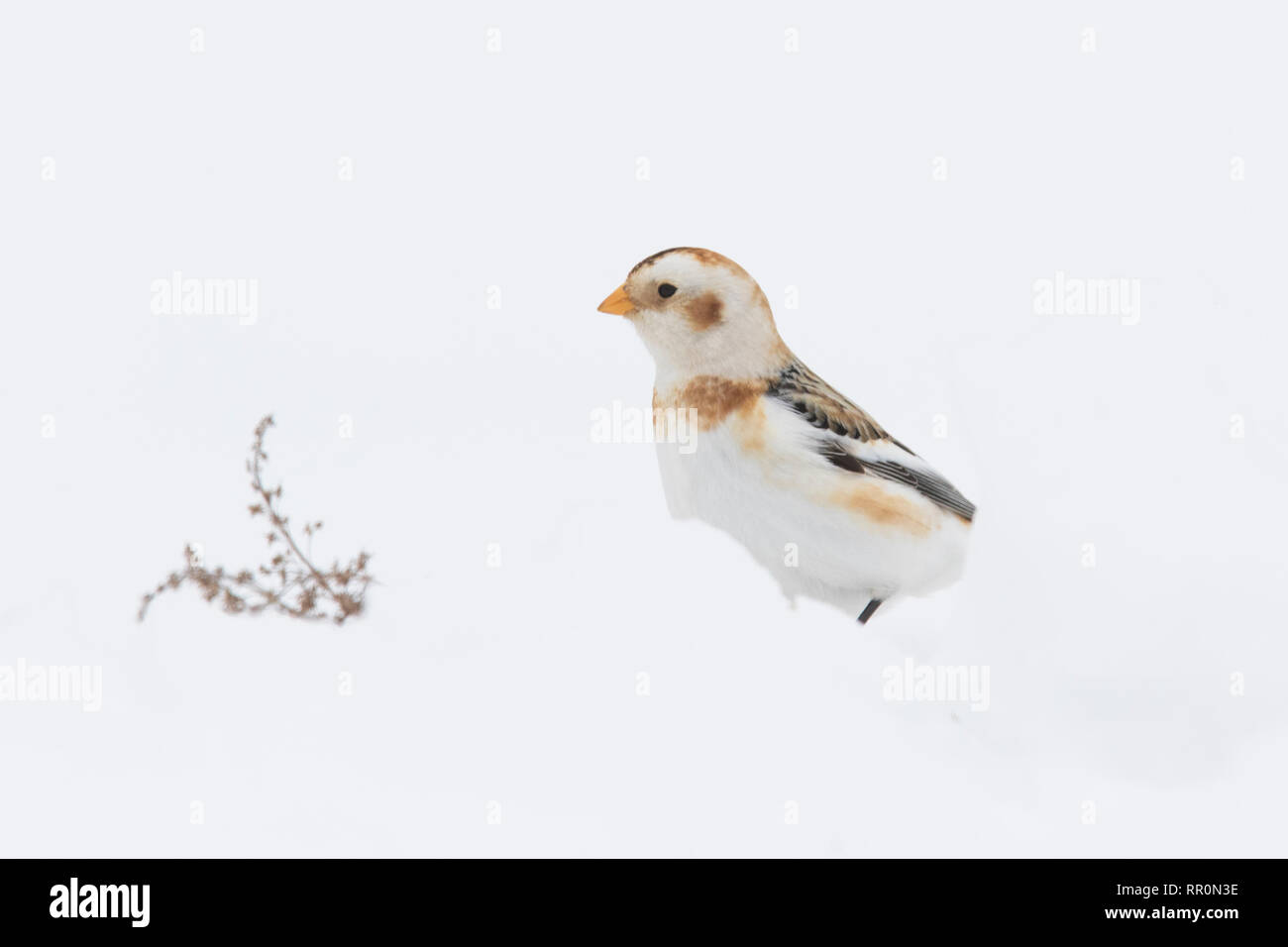 Snow bunting canada hi-res stock photography and images - Alamy