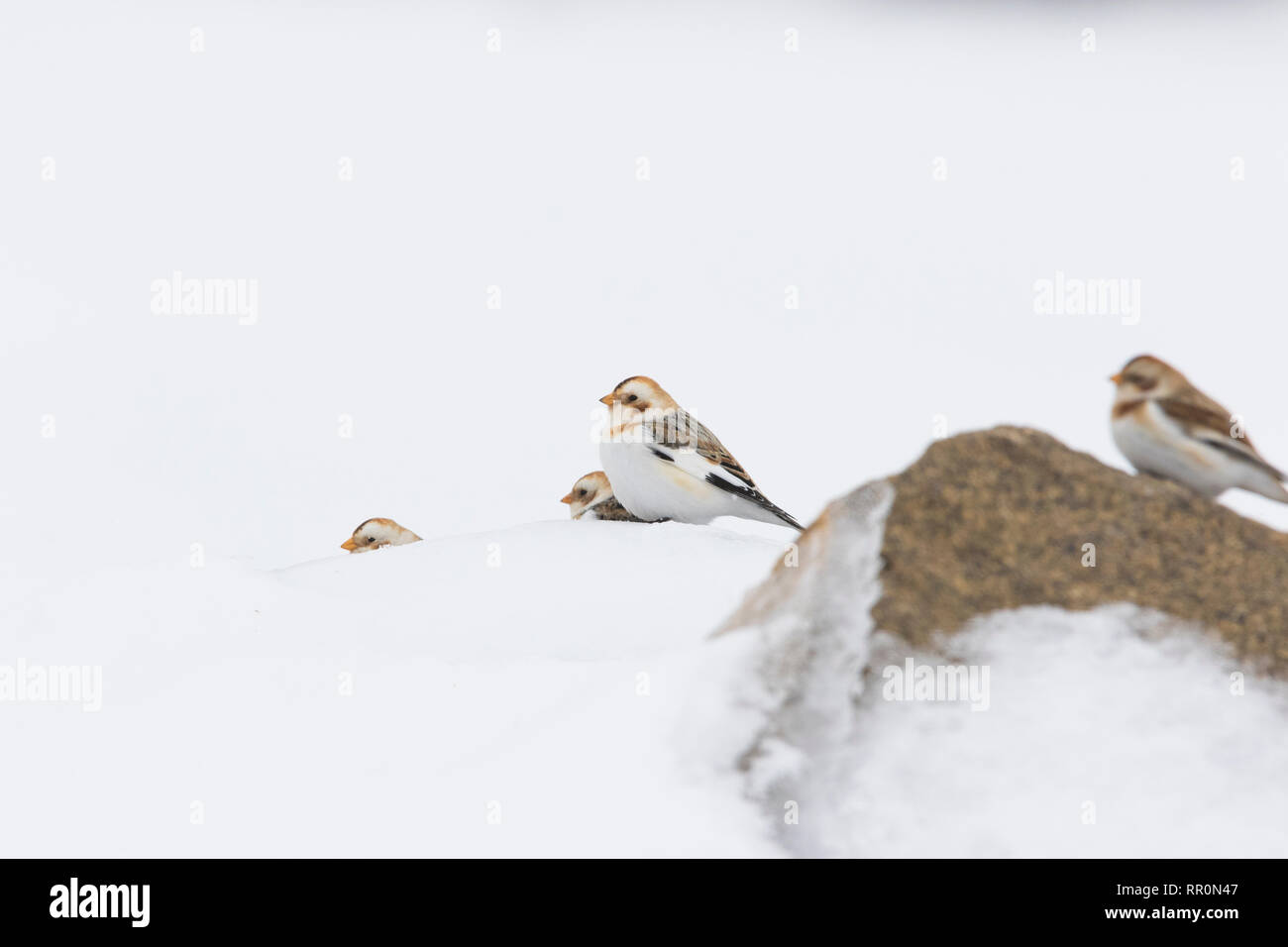 snow buntings in winter Stock Photo - Alamy