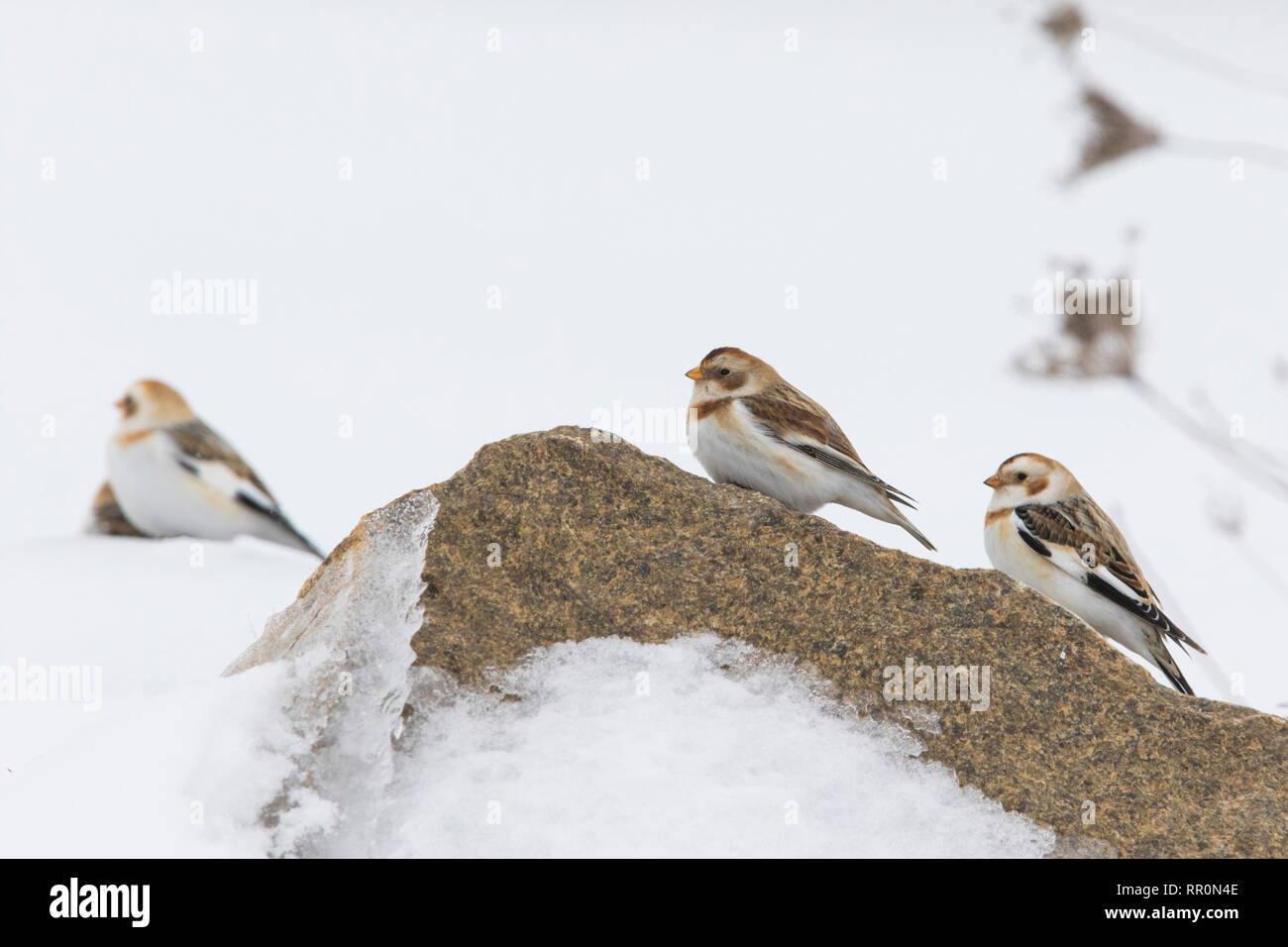 snow buntings in winter Stock Photo - Alamy