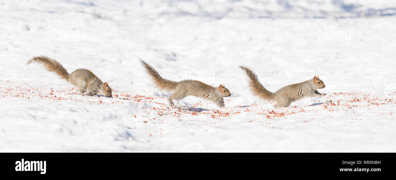 eastern gray squirrel running in winter Stock Photo - Alamy