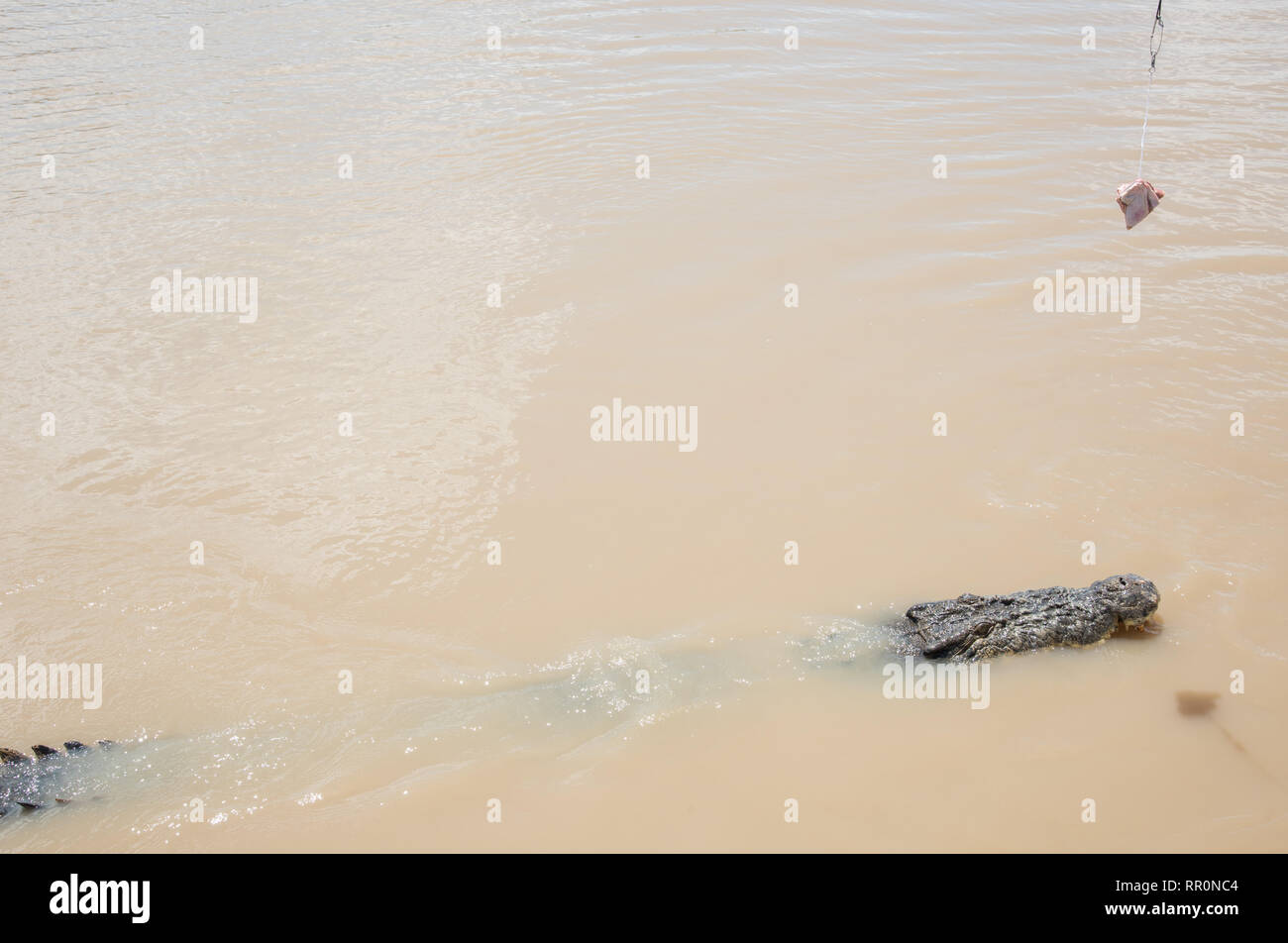 Australian saltwater crocodile surfacing to jump for raw meat in the ...