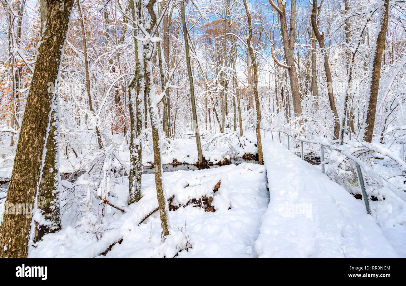 Trail through a forest covered by a thick layer of snow Stock Photo - Alamy