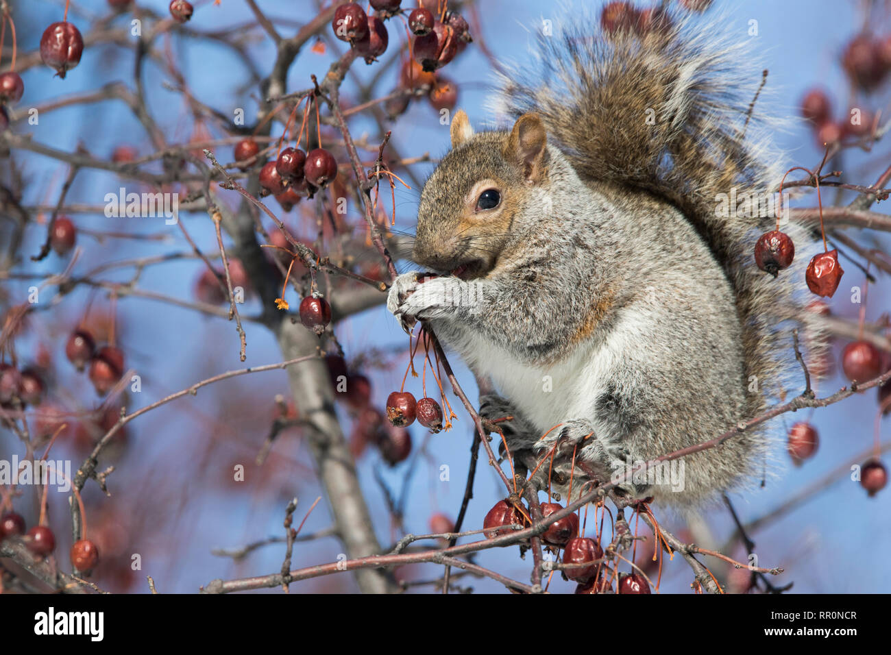 Sciurus carolinensis, common name eastern gray squirrel or grey ...