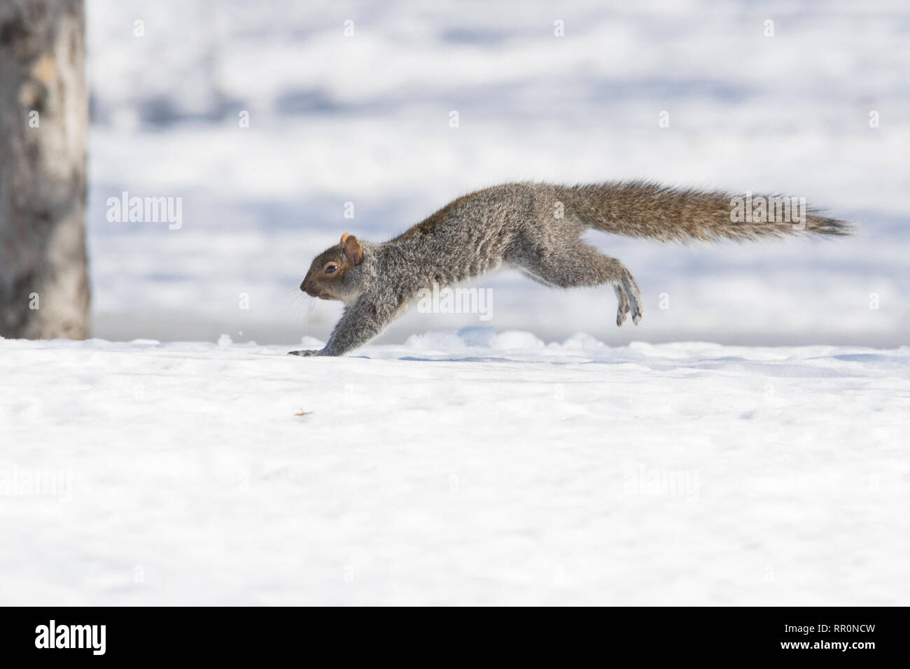Running chipmunk hi-res stock photography and images - Alamy