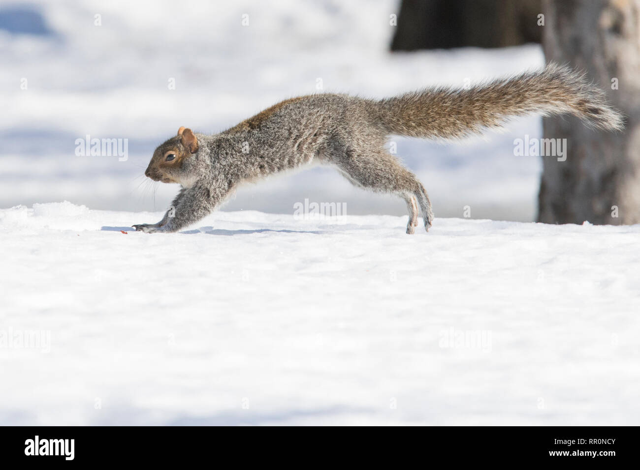 eastern gray squirrel running in winter Stock Photo - Alamy