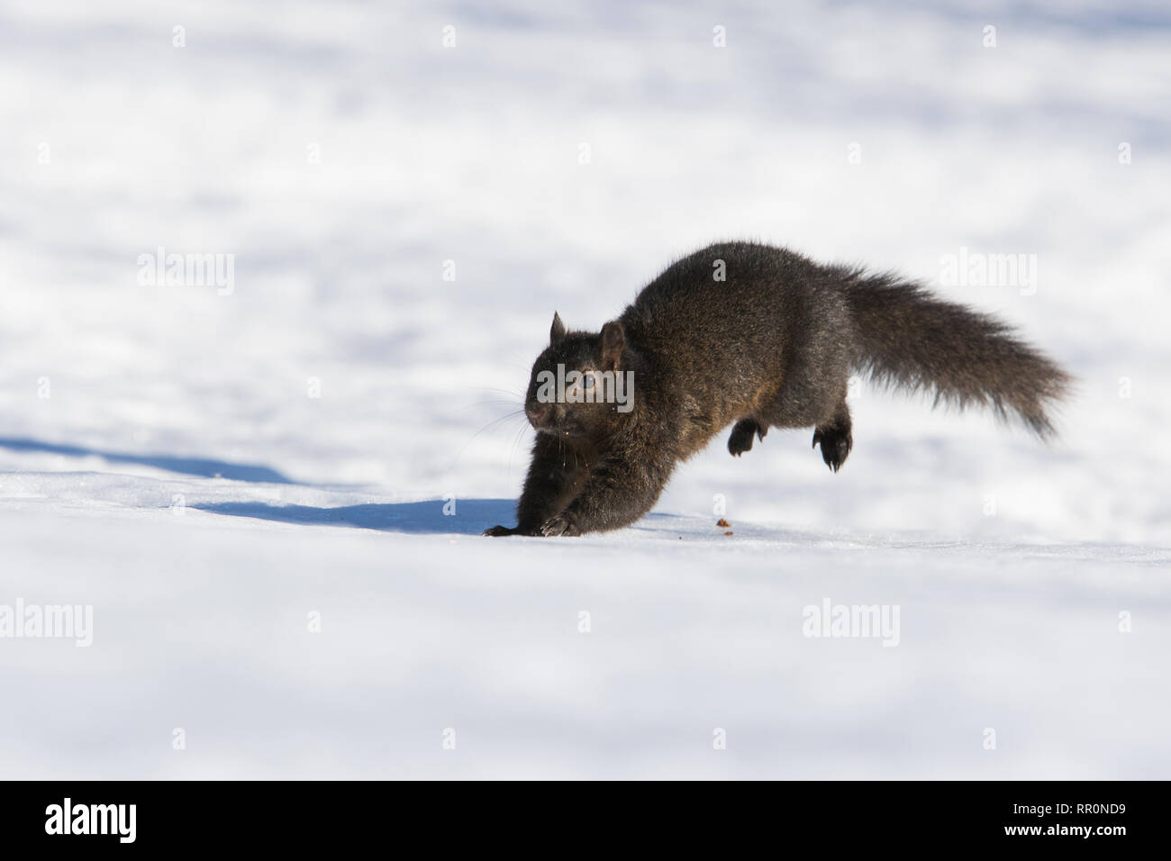 Beautiful squirrel running in park hi-res stock photography and images ...