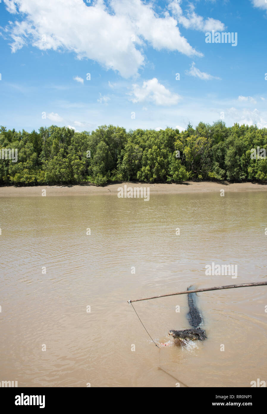 Australian saltwater crocodile grabbing raw meat from fishing line in ...