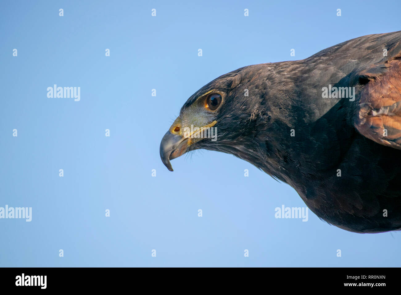Patching bird hi-res stock photography and images - Alamy